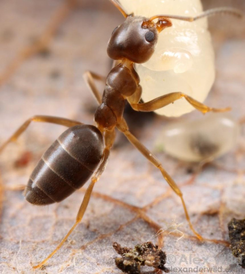 Từ A-Z các loài kiến ở Việt Nam - Thế Giới Côn Trùng